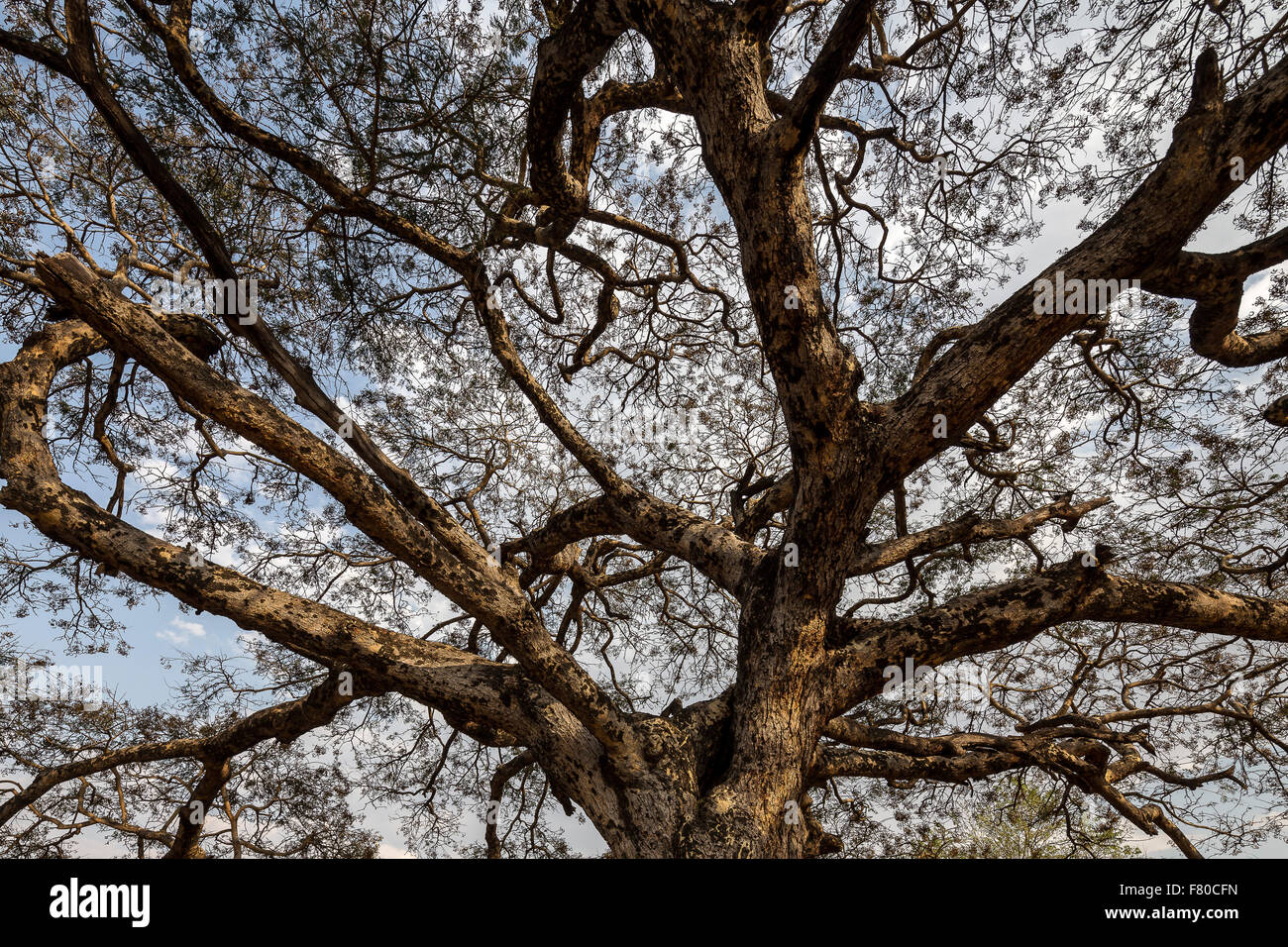 Dark tree canopy hi-res stock photography and images - Alamy