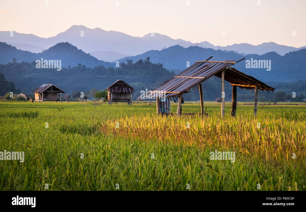 Rice huts in fields during sunset in Luang Nam Tha, Laos Stock Photo ...