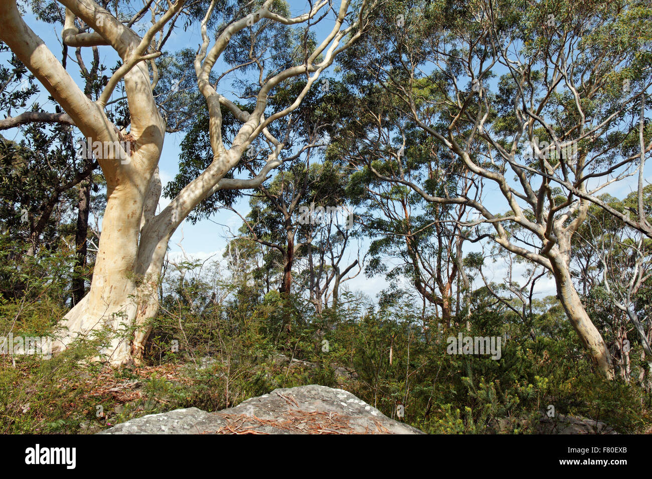 Ghost gum tree hi-res stock photography and images - Alamy