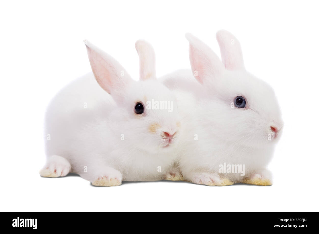 Two white rabbits. Isolated on white background Stock Photo - Alamy
