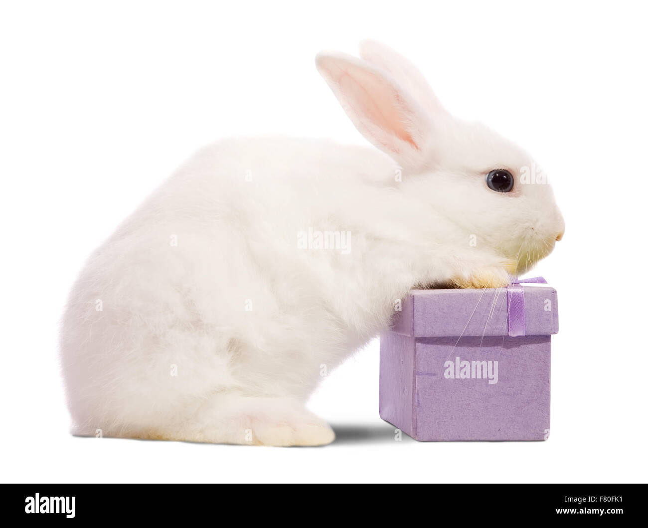 Little white rabbit with present box. Isolated on white background ...