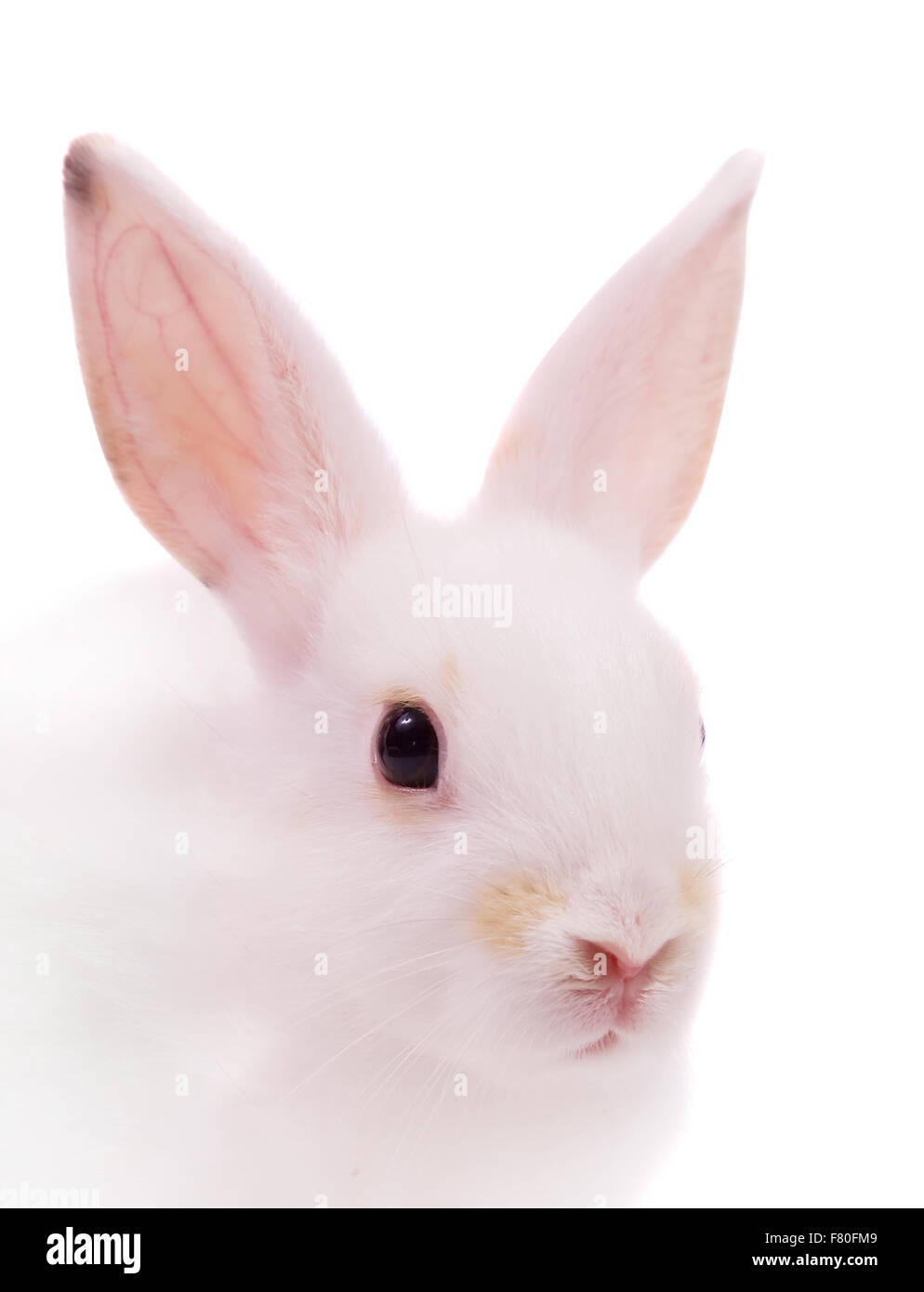 Head of white rabbit. Isolated on white background Stock Photo - Alamy