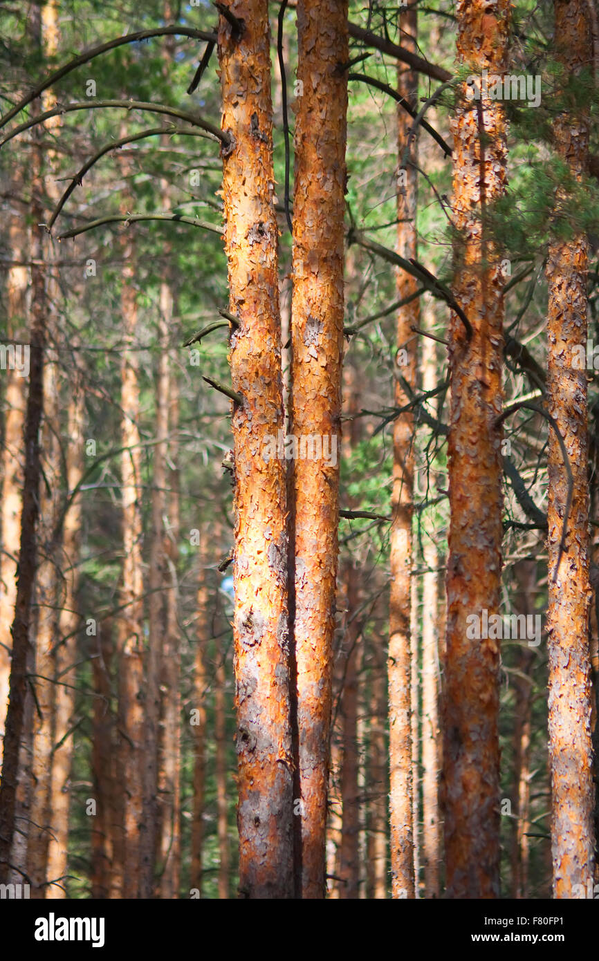 Background of closeup of pine tree forest Stock Photo - Alamy