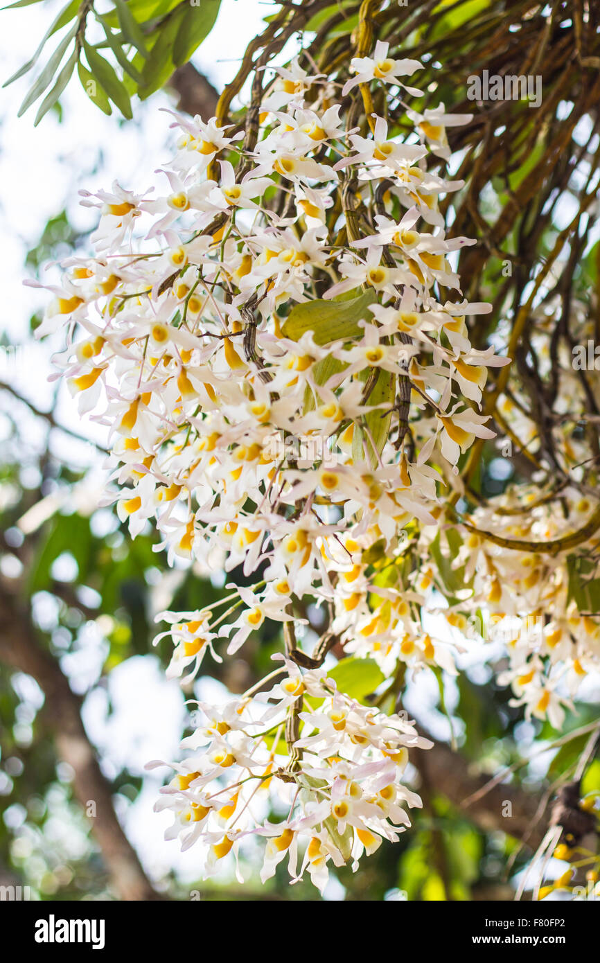 White orchid tree hi-res stock photography and images - Alamy