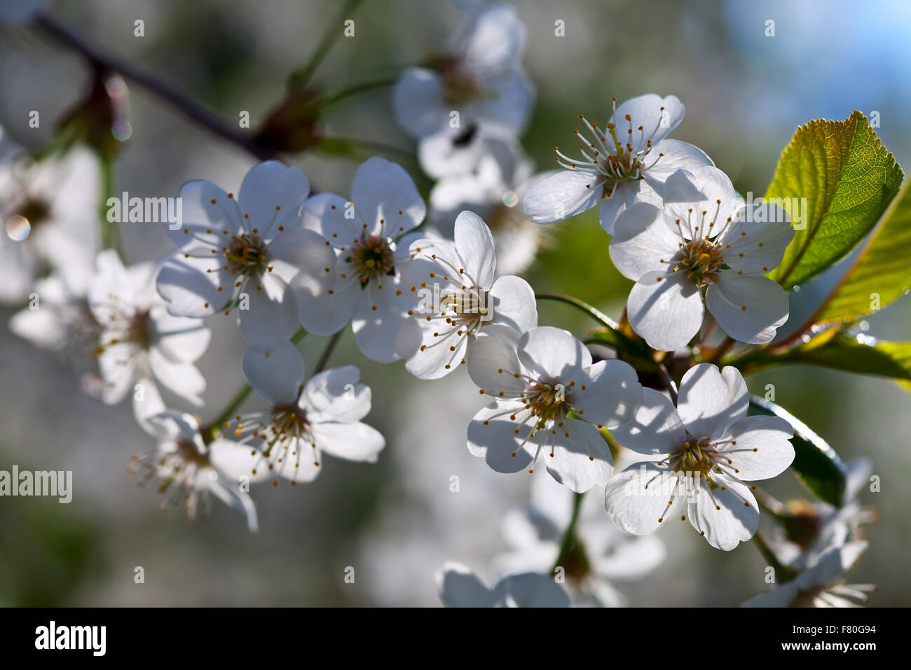 cherry tree branch in spring blooms garden Stock Photo - Alamy