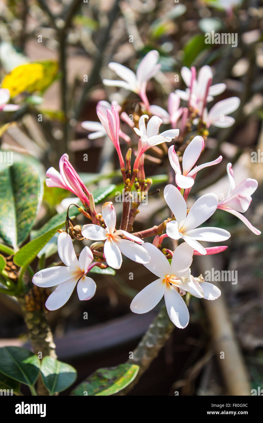 Fiji flower hi-res stock photography and images - Alamy
