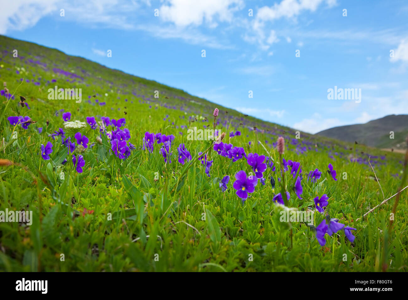 Plant of wild violet at mountain slope Stock Photo - Alamy