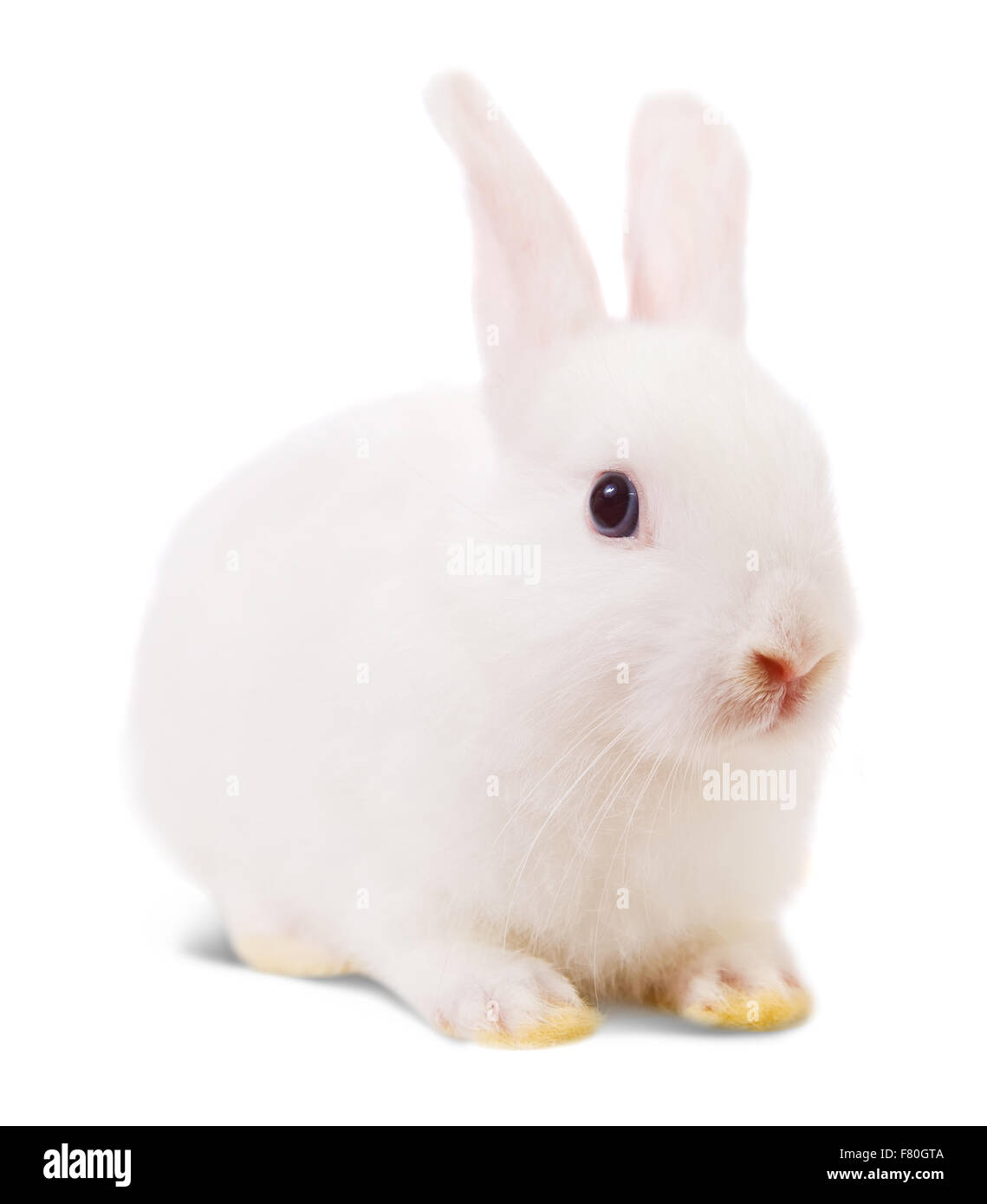 Little white rabbit. Isolated on white background Stock Photo - Alamy