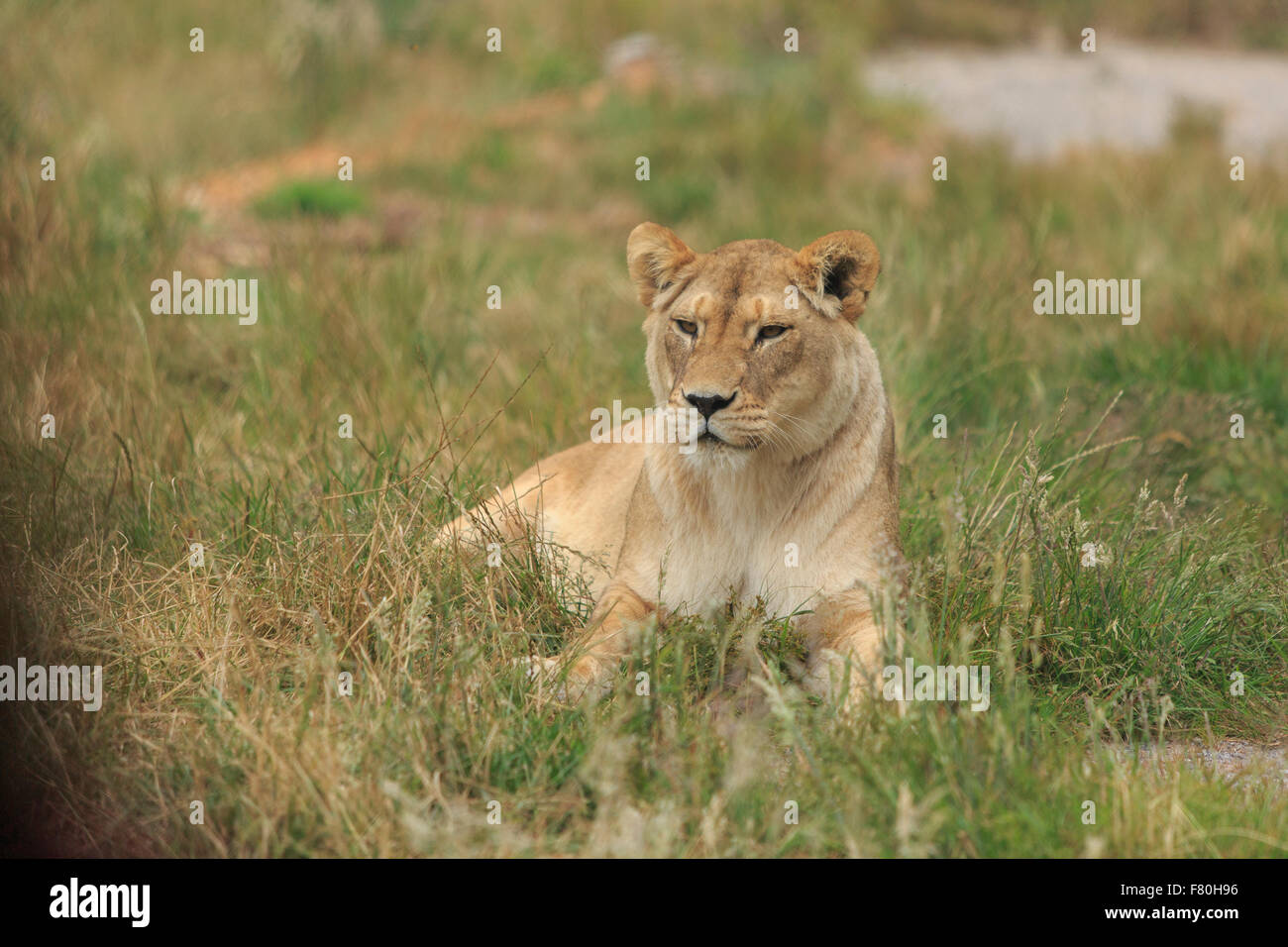 A lioness resting in the grassland Stock Photo - Alamy
