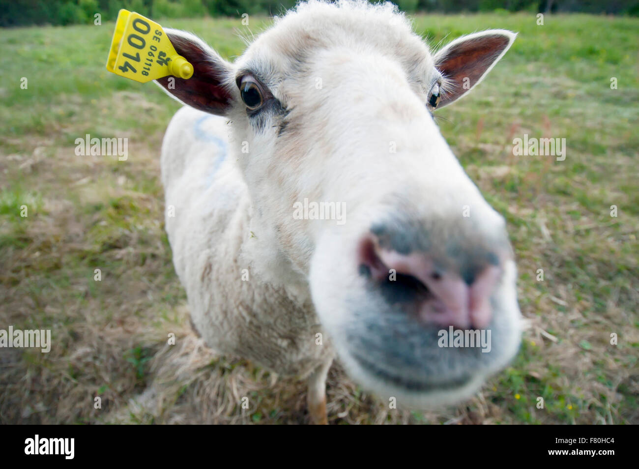 Livestock number numbered agriculture pasture hi-res stock photography ...