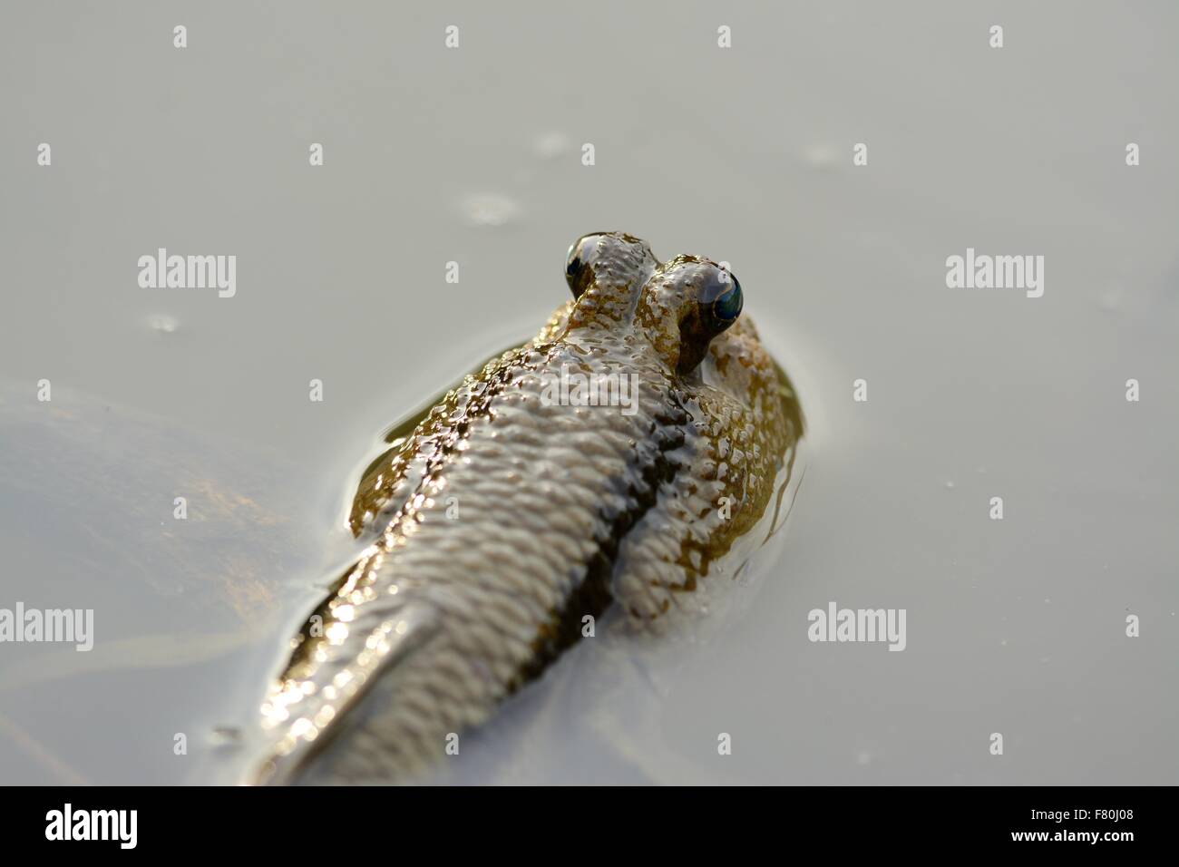 Mudskipper Fish High Resolution Stock Photography and Images - Alamy