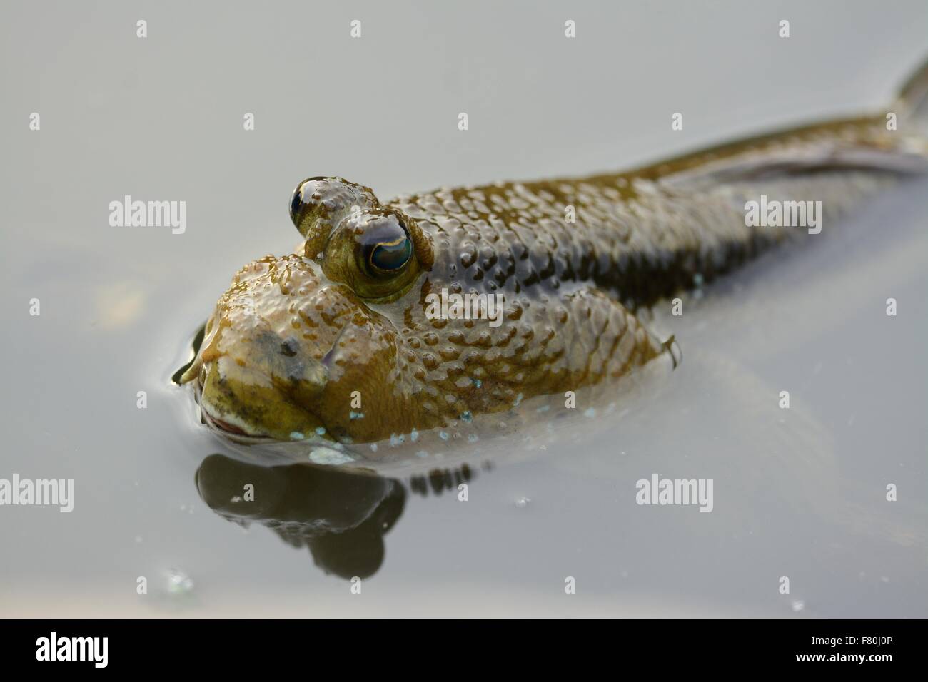 beautiful Mudskipper fish (Boleophthalmus boddarti) in Thai mangroove ...