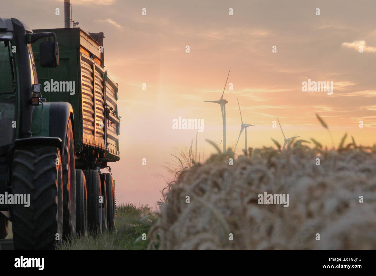 A Tractor with a trailer passing by a field of wheat with some wind ...
