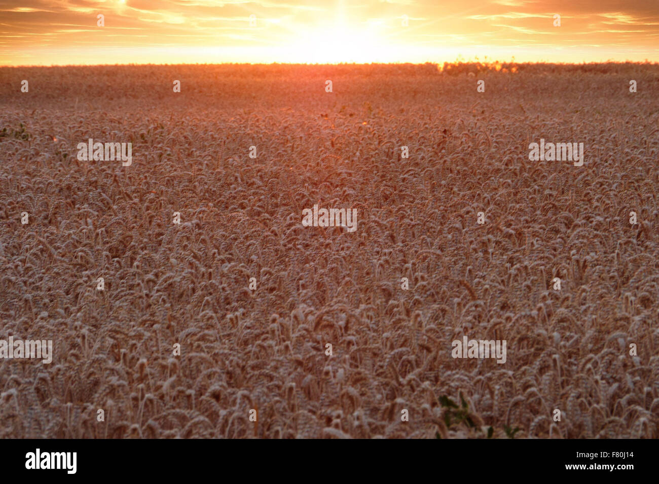 Wheat Field and a Golden Sunset Stock Photo - Alamy