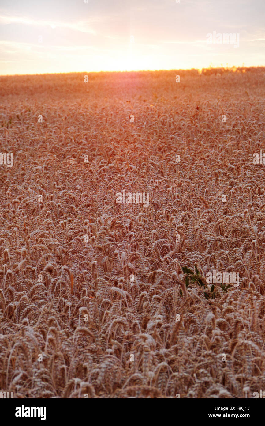 Wheat Field and a Golden Sunset Stock Photo - Alamy