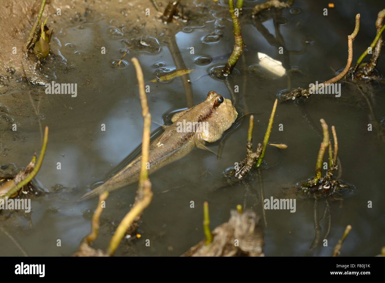 beautiful Mudskipper fish (Boleophthalmus boddarti) in Thai mangroove ...