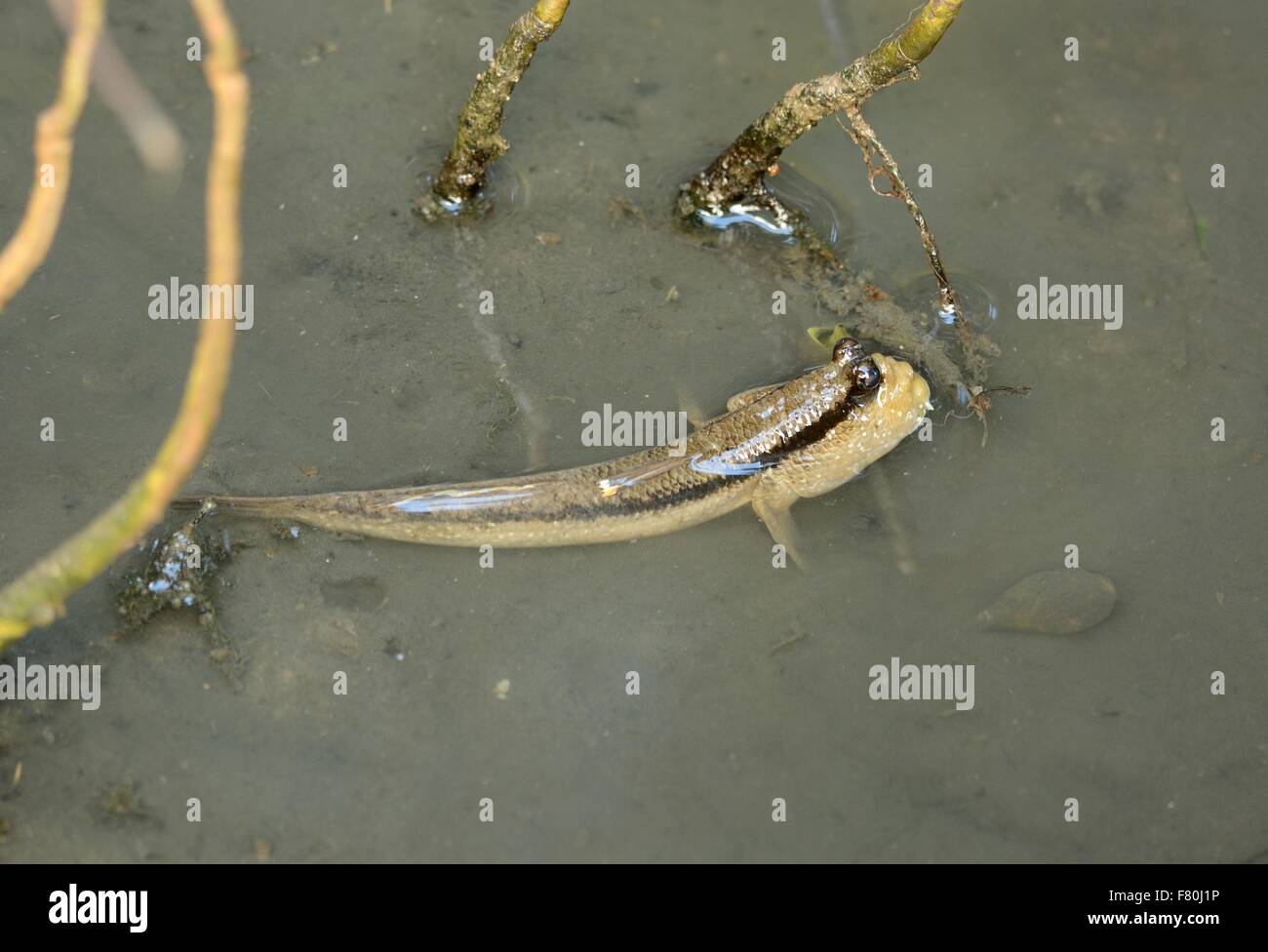 Mudskipper or amphibious fish hi-res stock photography and images - Alamy