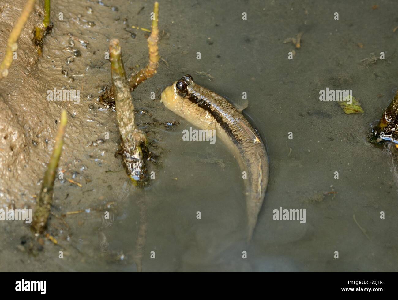 beautiful Mudskipper fish (Boleophthalmus boddarti) in Thai mangroove ...