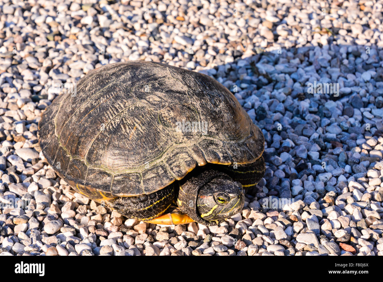 Trachemys Scripta Elegans Tortoise Stock Photo - Alamy
