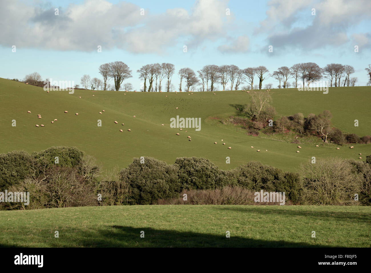 A field of sheep in devon Stock Photo - Alamy