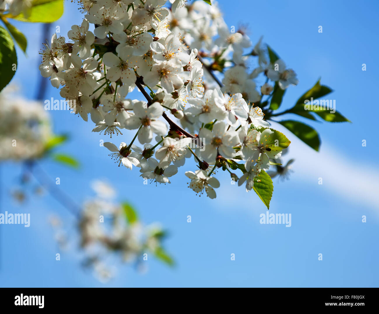 cherry tree branch in spring blooms garden Stock Photo - Alamy