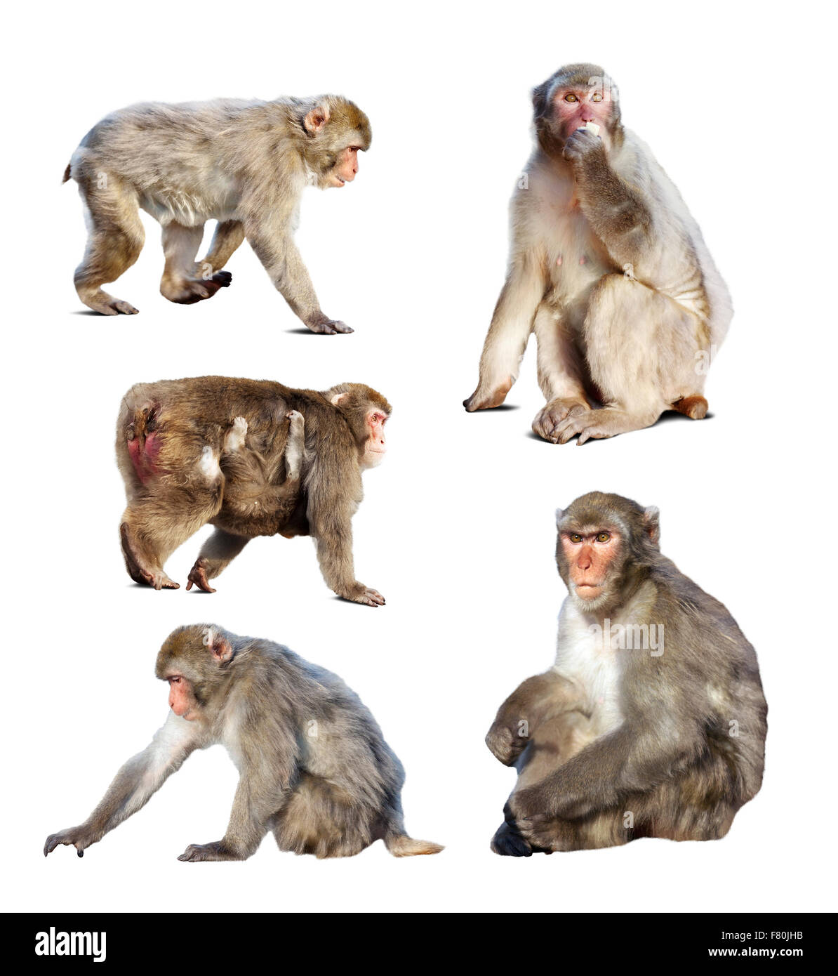 Set of few Japanese macaques (Macaca fuscata). Isolated over white ...