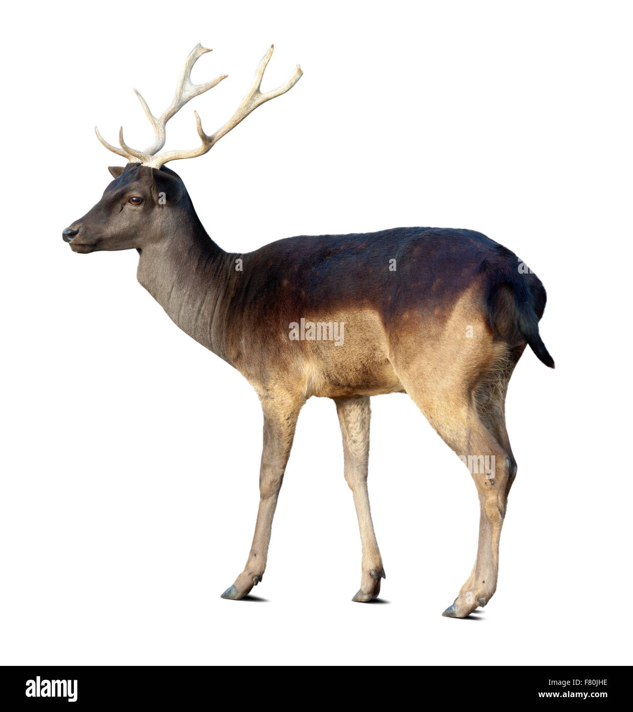 fallow deer buck (Cervus dama). Isolated over white background with ...