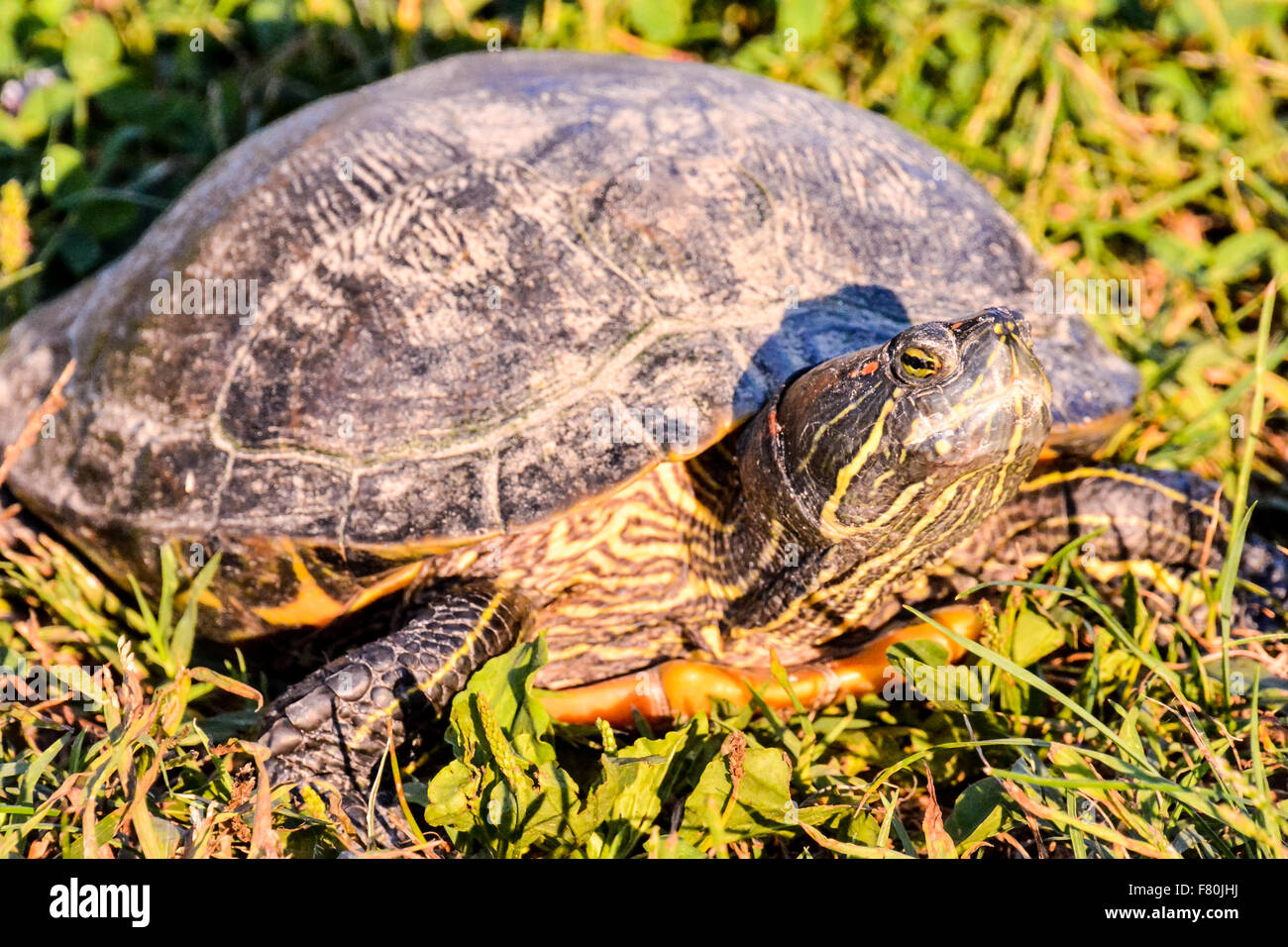 Trachemys Scripta Elegans Tortoise Stock Photo - Alamy