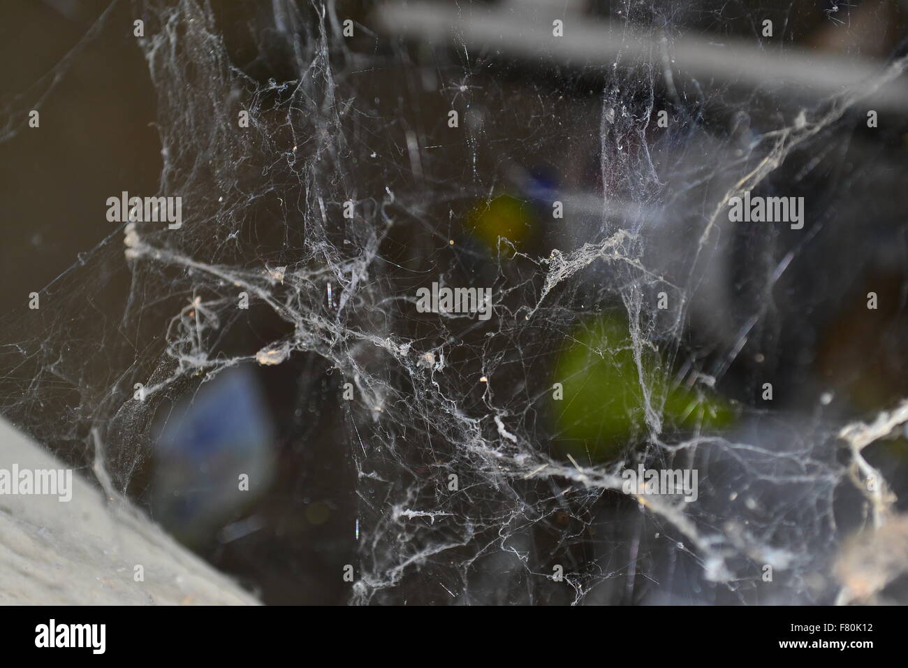 Inside a spider's cobweb Stock Photo - Alamy