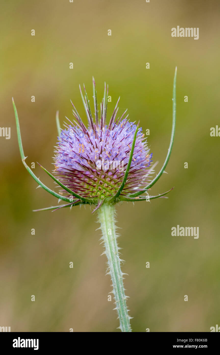 Vange marsh hi-res stock photography and images - Alamy