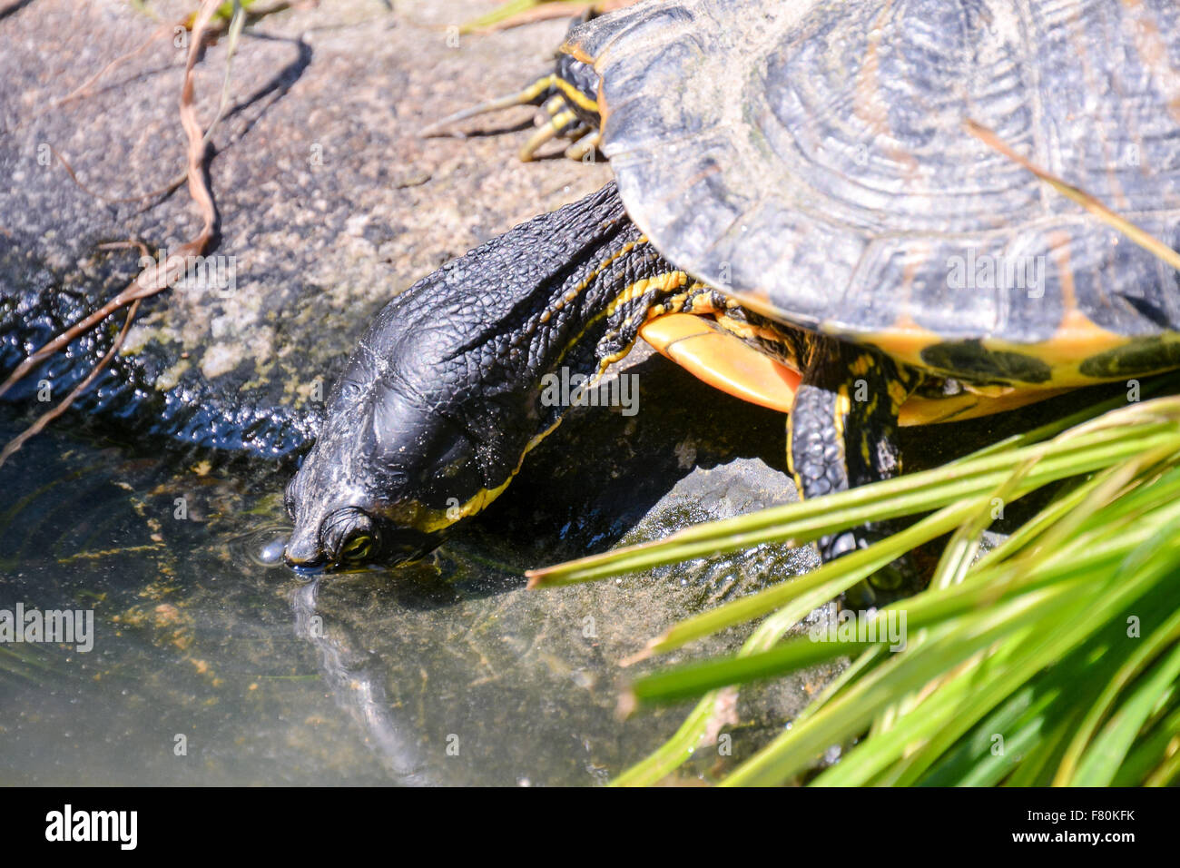 Trachemys Scripta Elegans Tortoise Stock Photo - Alamy