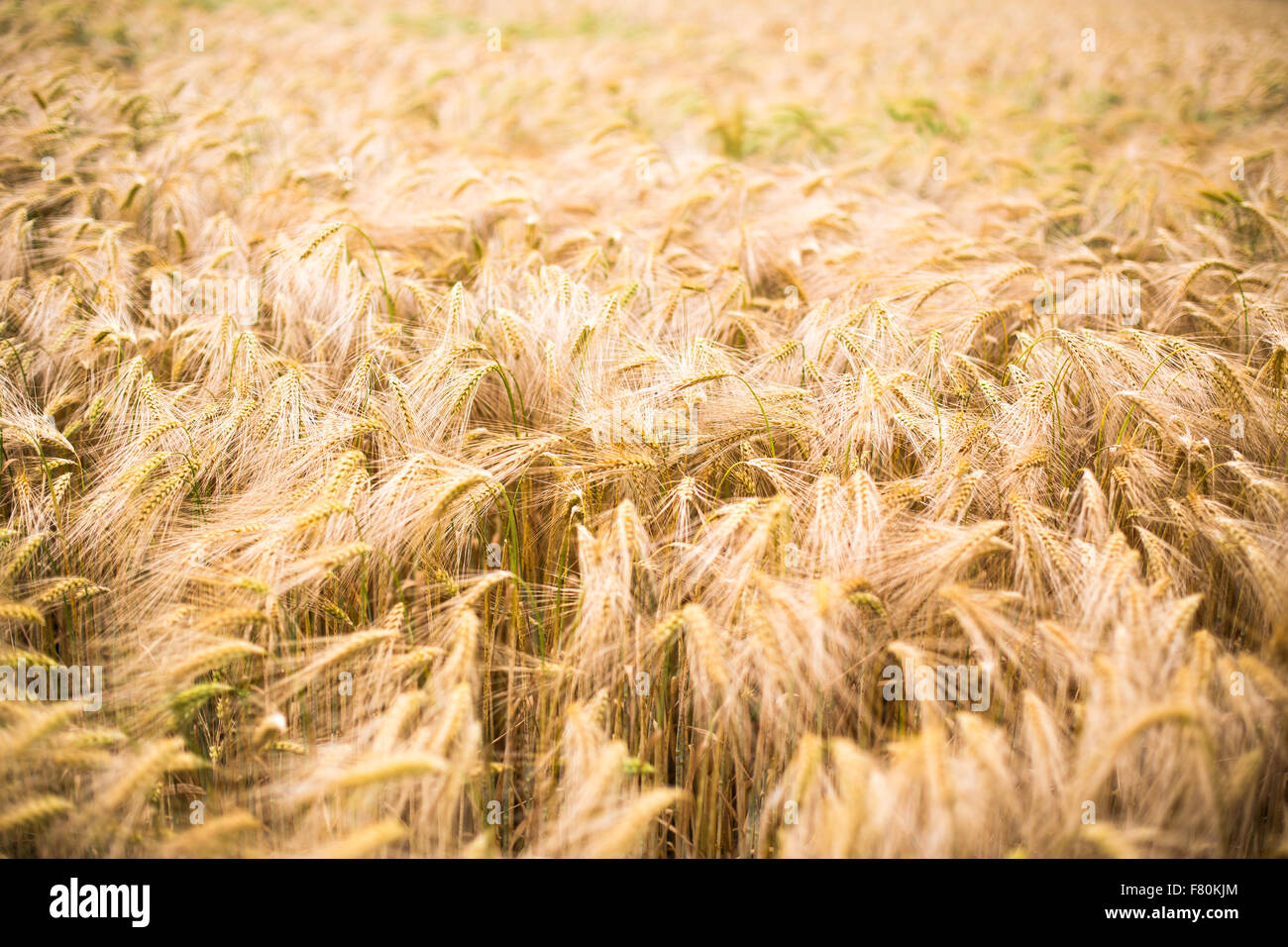 Ripe barley (lat. Hordeum Stock Photo - Alamy