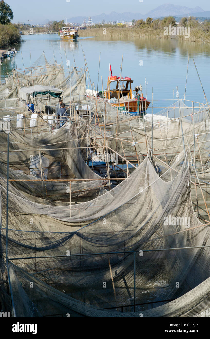 Pisciculture Fish High Resolution Stock Photography and Images - Alamy