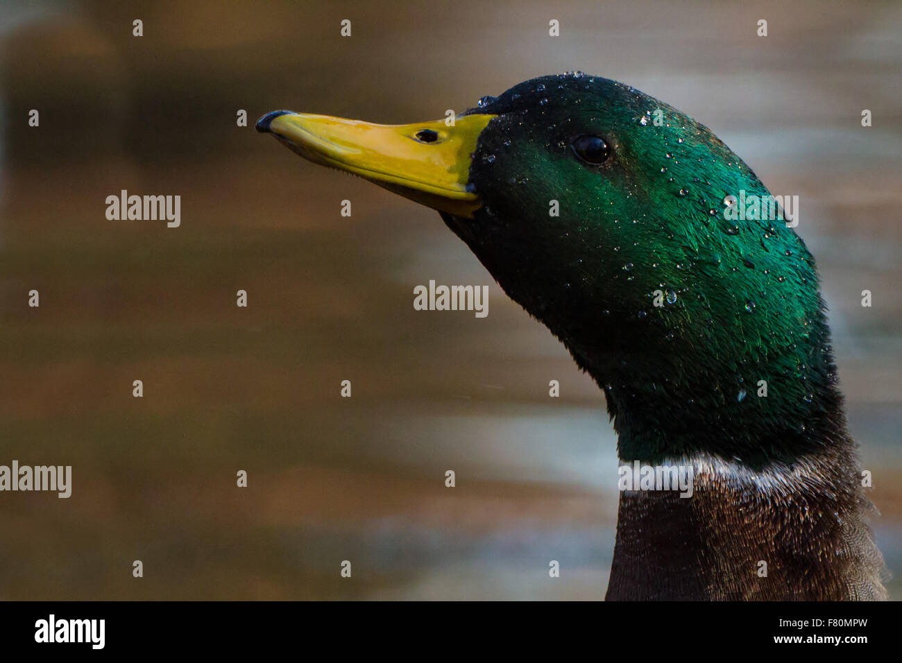 Mallard duck head hi-res stock photography and images - Alamy