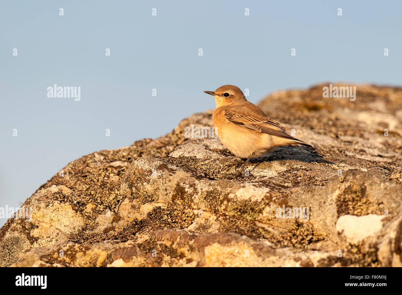 Northern wheatear flight hi-res stock photography and images - Alamy