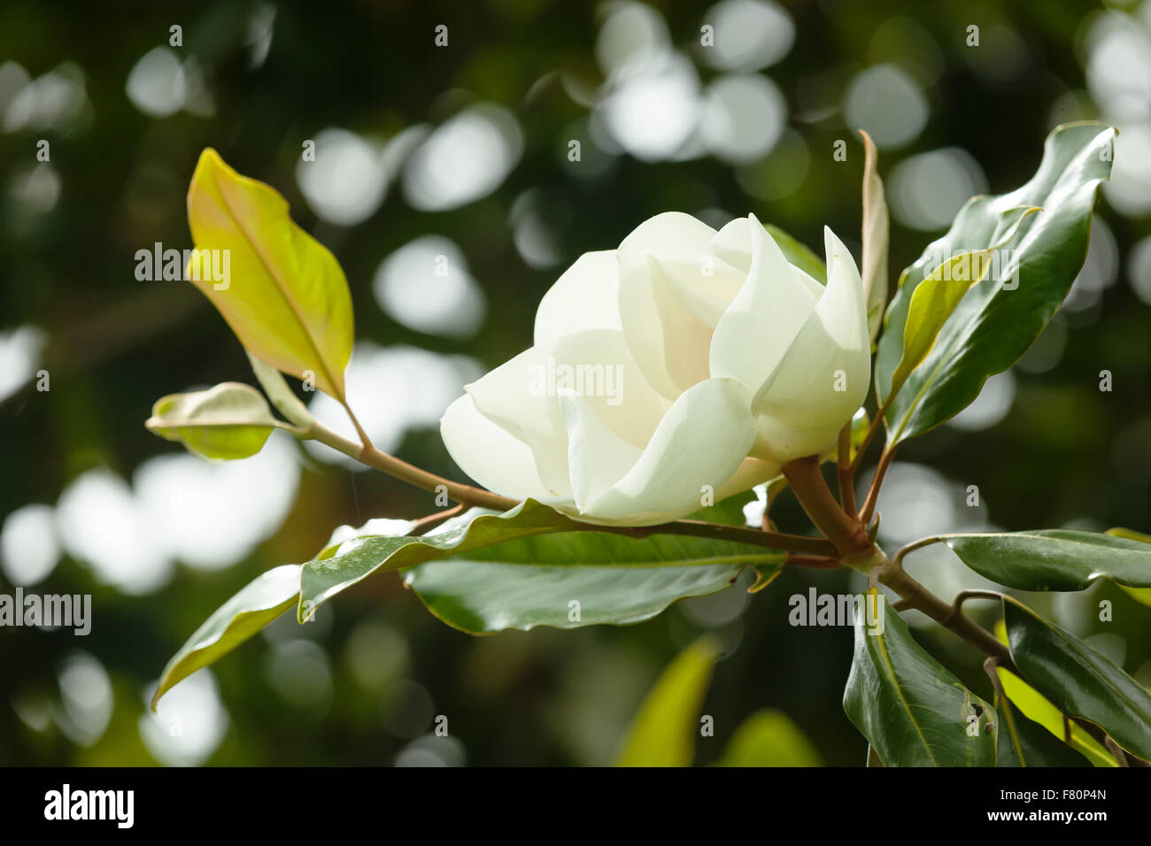 Ficus elastica flower hi-res stock photography and images - Alamy