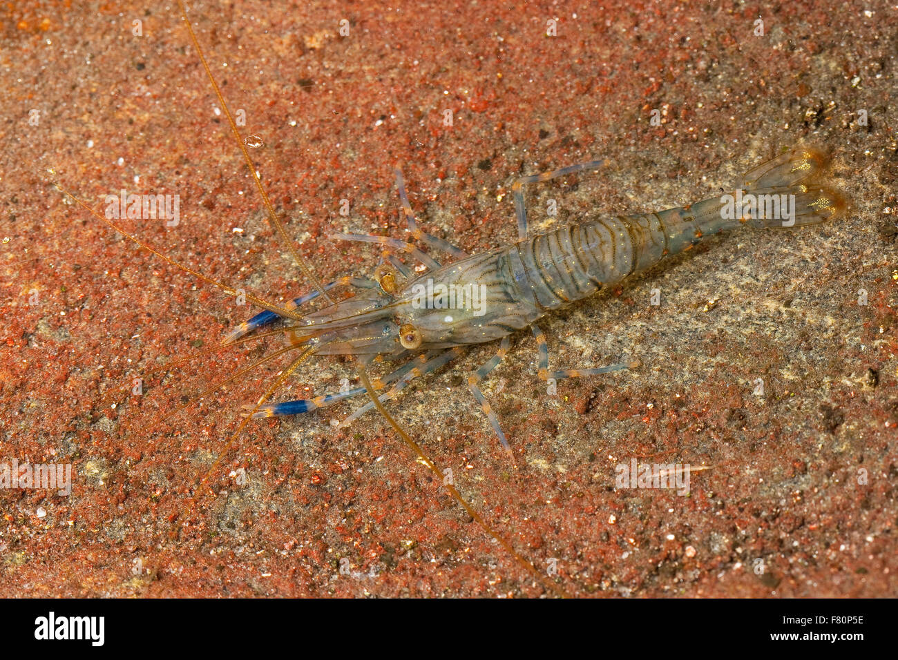 European rock shrimp palaemon hi-res stock photography and images - Alamy