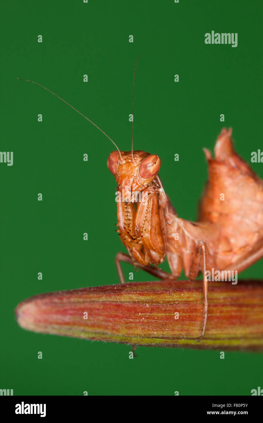 Gottesanbeterinnen hi-res stock photography and images - Alamy