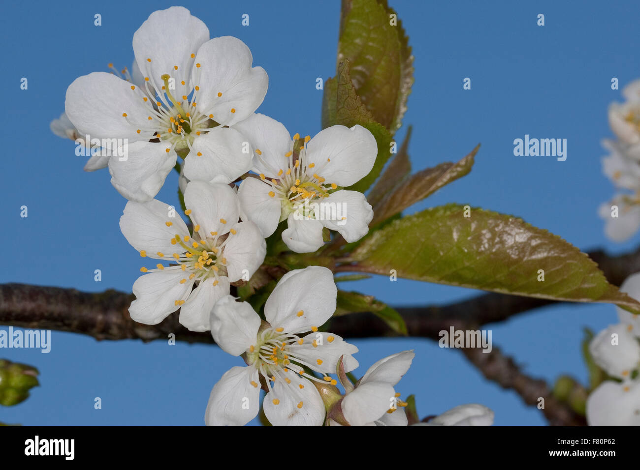 Prunus kirsche hi-res stock photography and images - Alamy