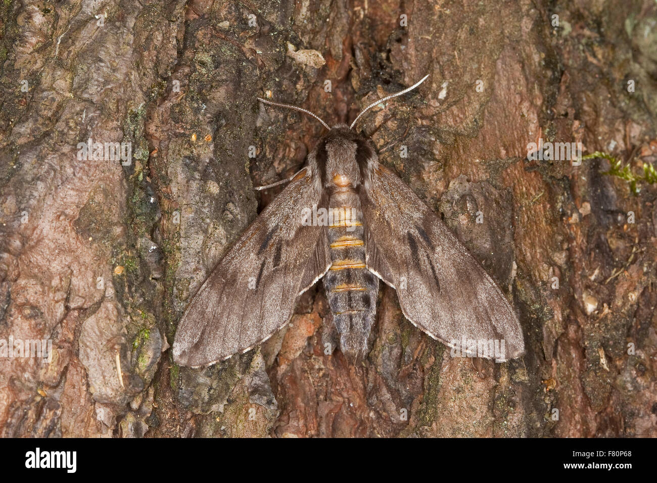 Pine hawkmoth, Kiefernschwärmer, Kiefern-Schwärmer, Hyloicus pinastri ...