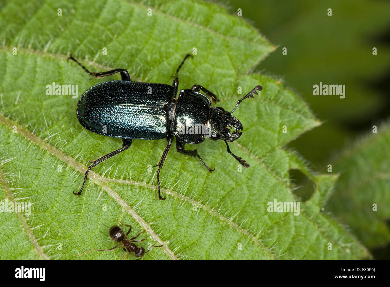 Blue Stag Beetle, Kleiner Rehschröter, Schröter, Platycerus caraboides ...