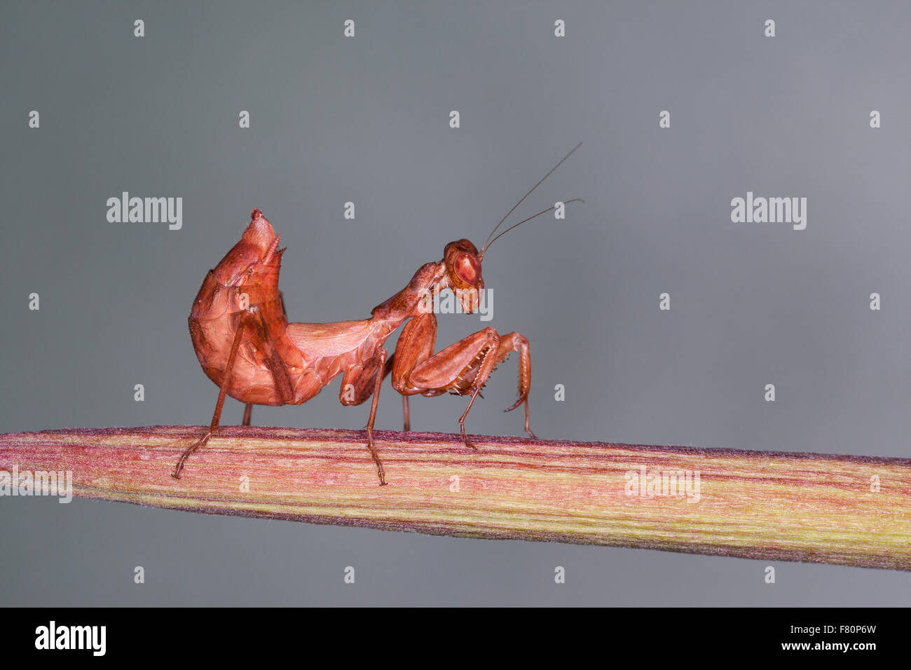 Fangschrecken hi-res stock photography and images - Alamy