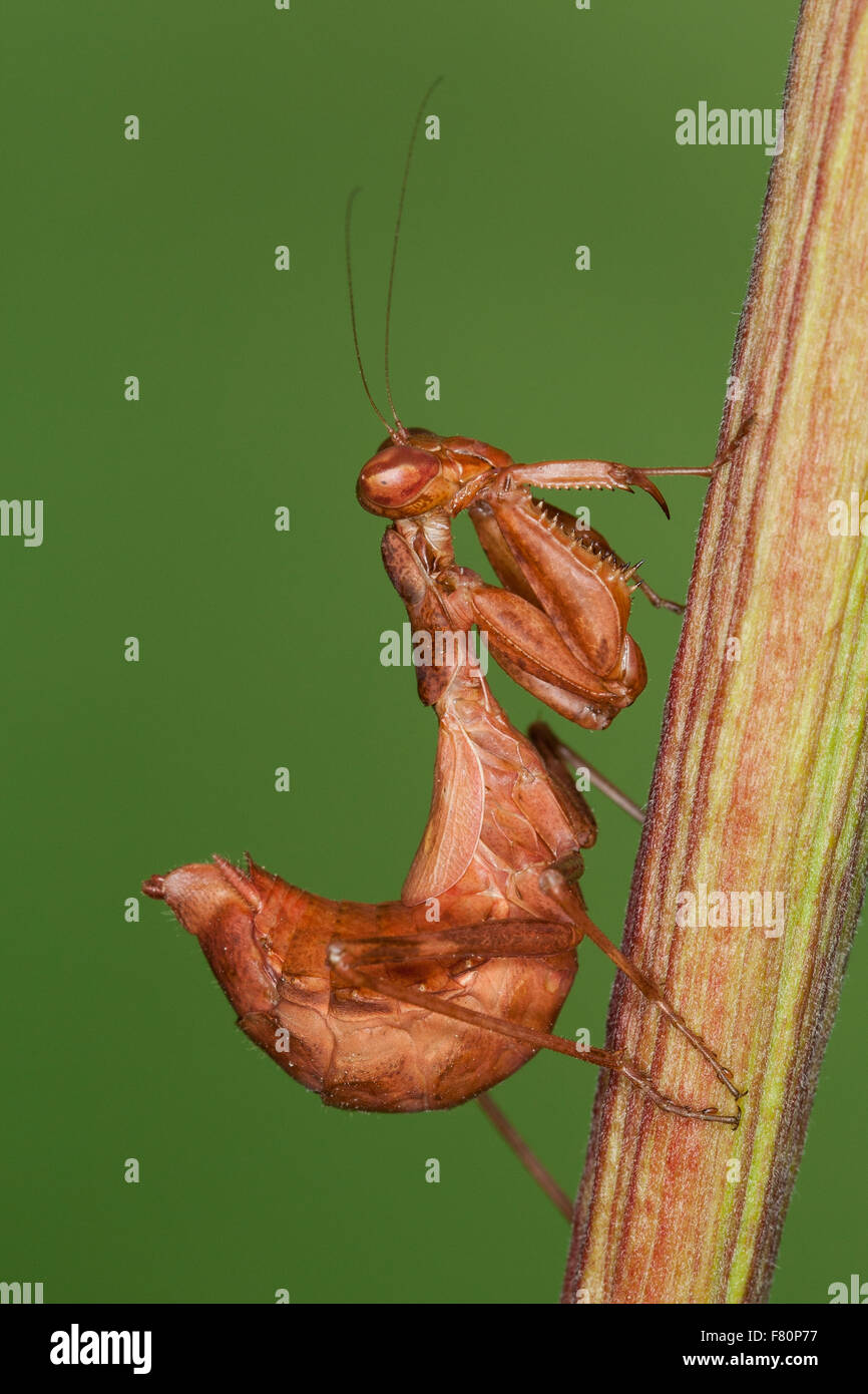 Gottesanbeterinnen hi-res stock photography and images - Alamy