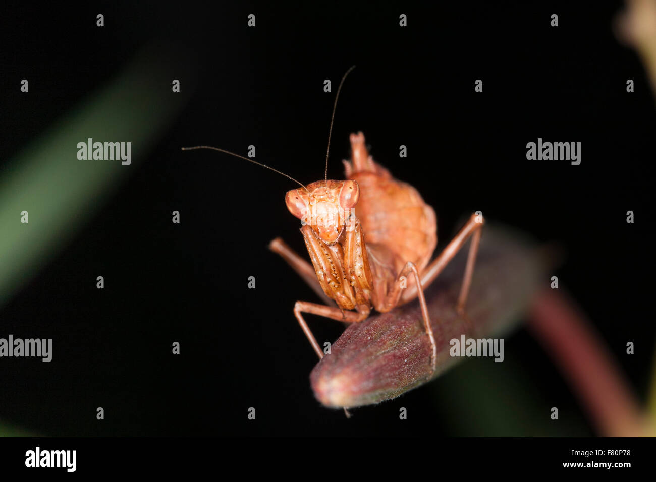 European Dwarf Mantises High Resolution Stock Photography and Images ...