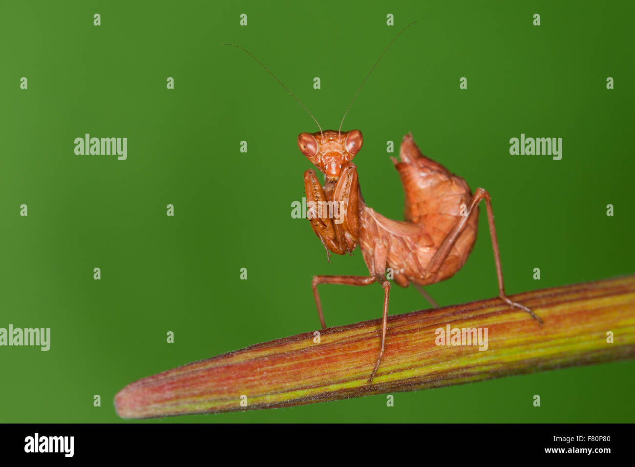 Fangschrecken hi-res stock photography and images - Alamy