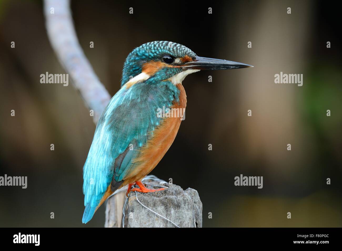 beautiful male common kingfisher (Alcedo atthis) sitting on branch ...