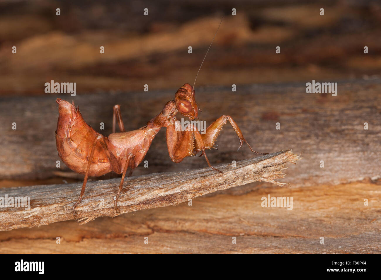 Gottesanbeterinnen hi-res stock photography and images - Alamy