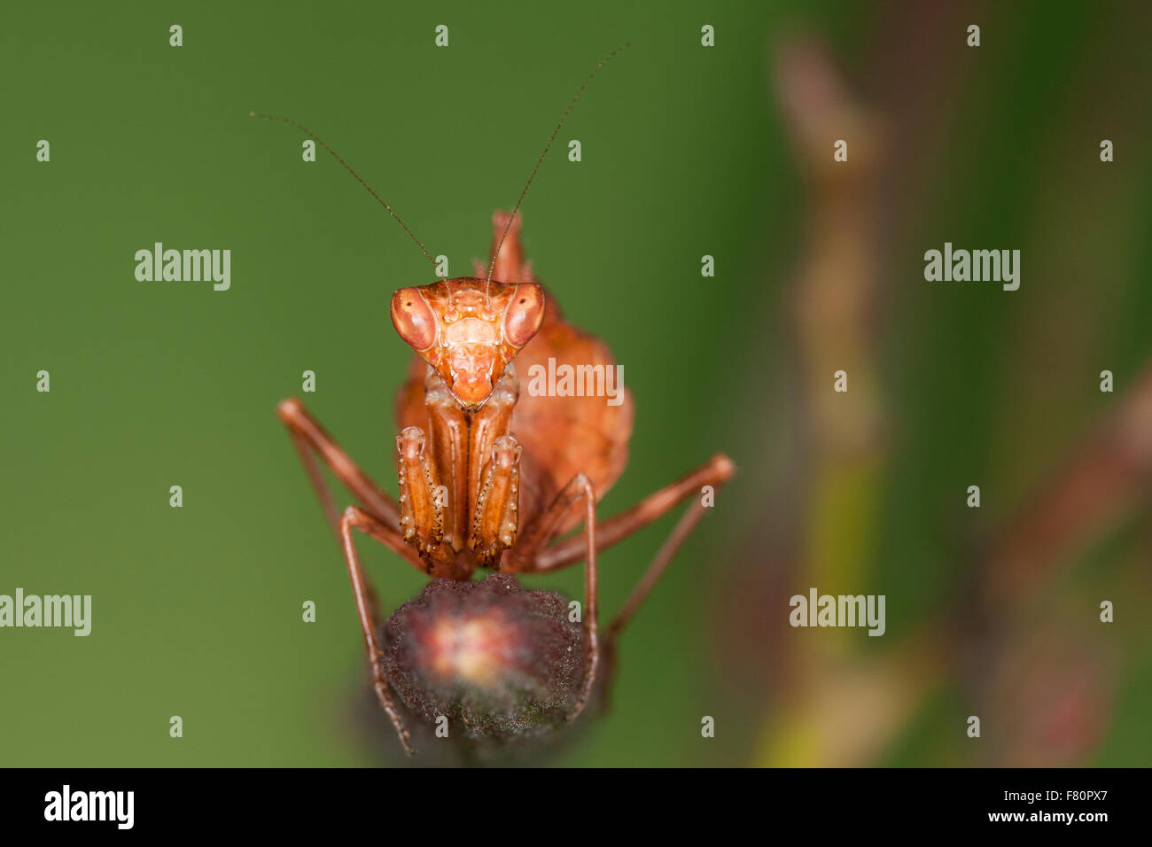 European Dwarf Mantis, female, Kleine Fangschrecke, Weibchen, Ameles ...