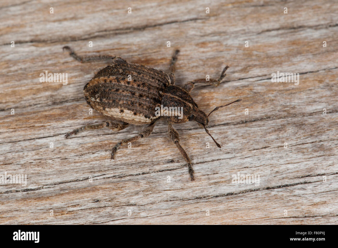 Klee gespinstrussler hi-res stock photography and images - Alamy