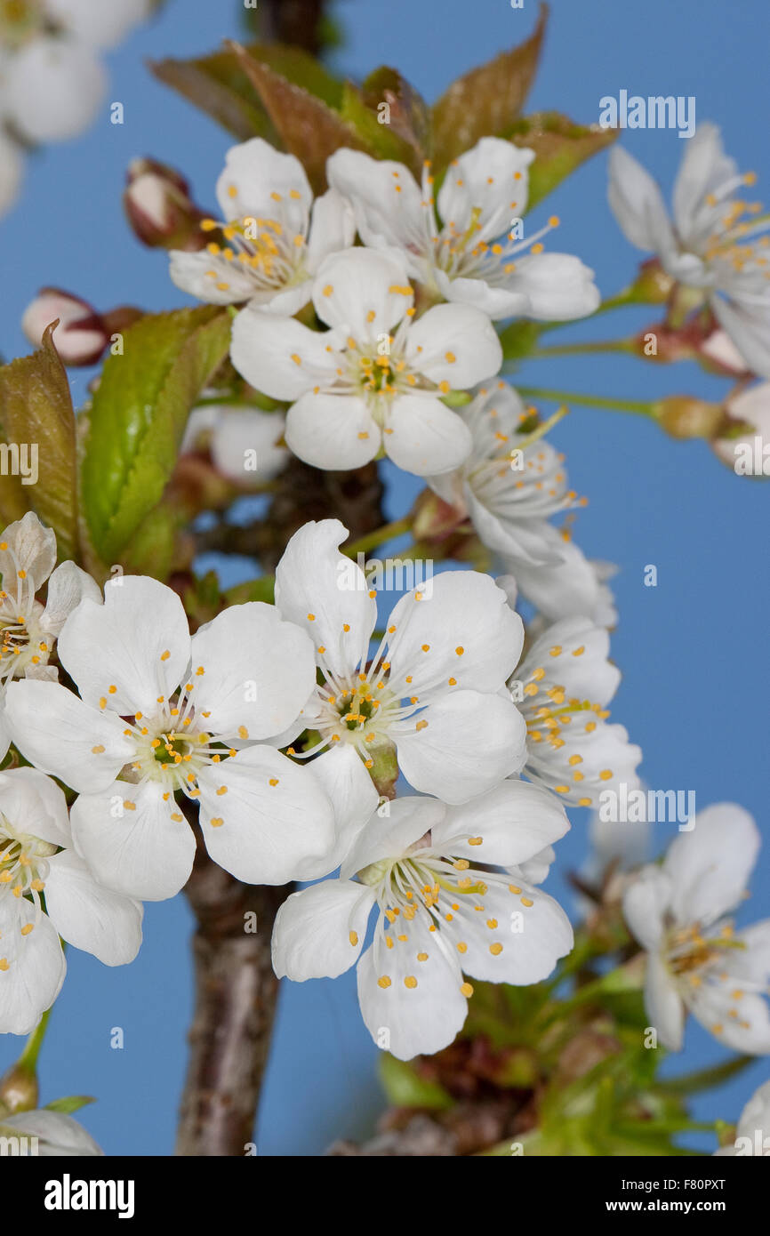 Gean, Mazzard, Cherry, Vogel-Kirsche, Vogelkirsche, Süß-Kirsche ...